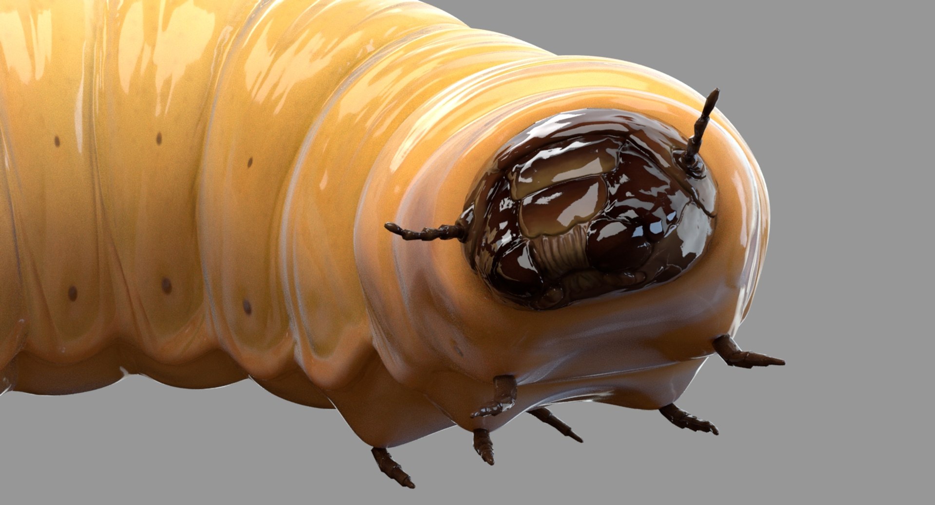 Realistic Maggot Pose 3D Model - TurboSquid 1424617