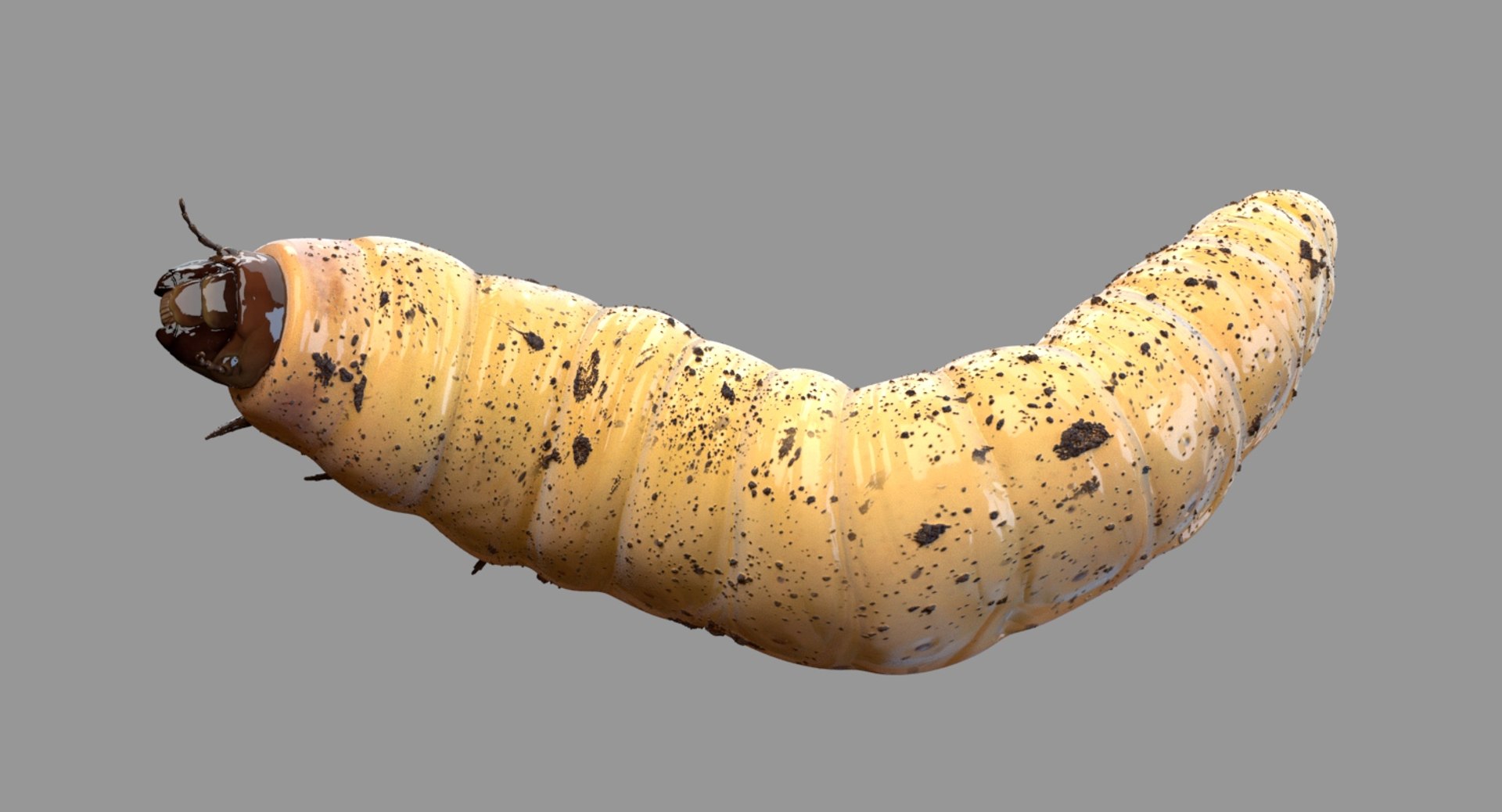 Realistic Maggot Pose 3D Model - TurboSquid 1424617