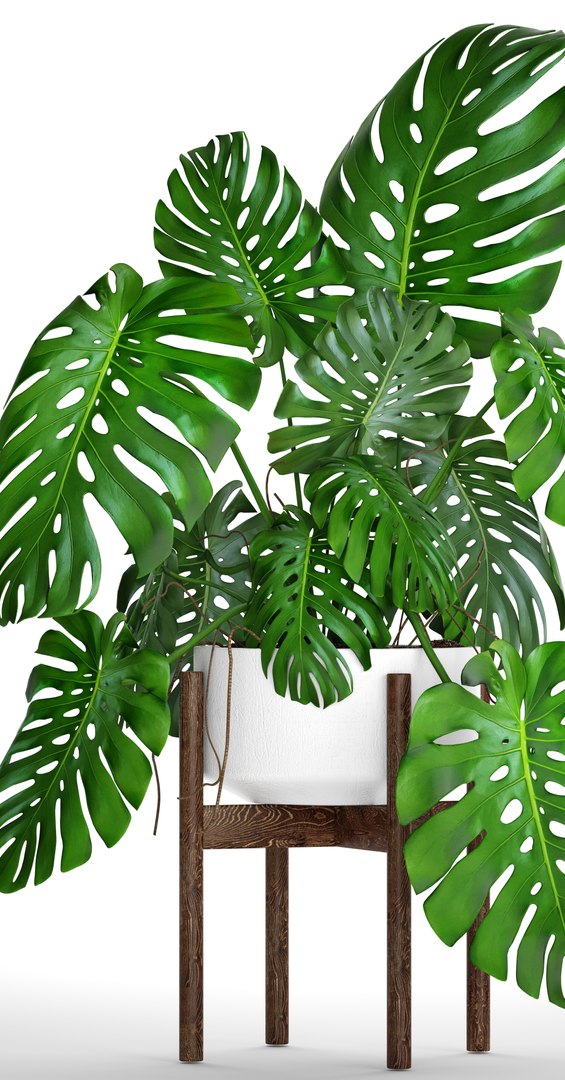 3D Monstera Model - TurboSquid 1199026