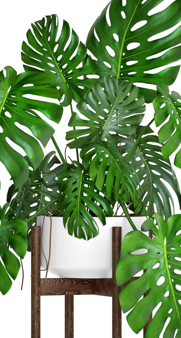 3D Monstera Model - TurboSquid 1199026