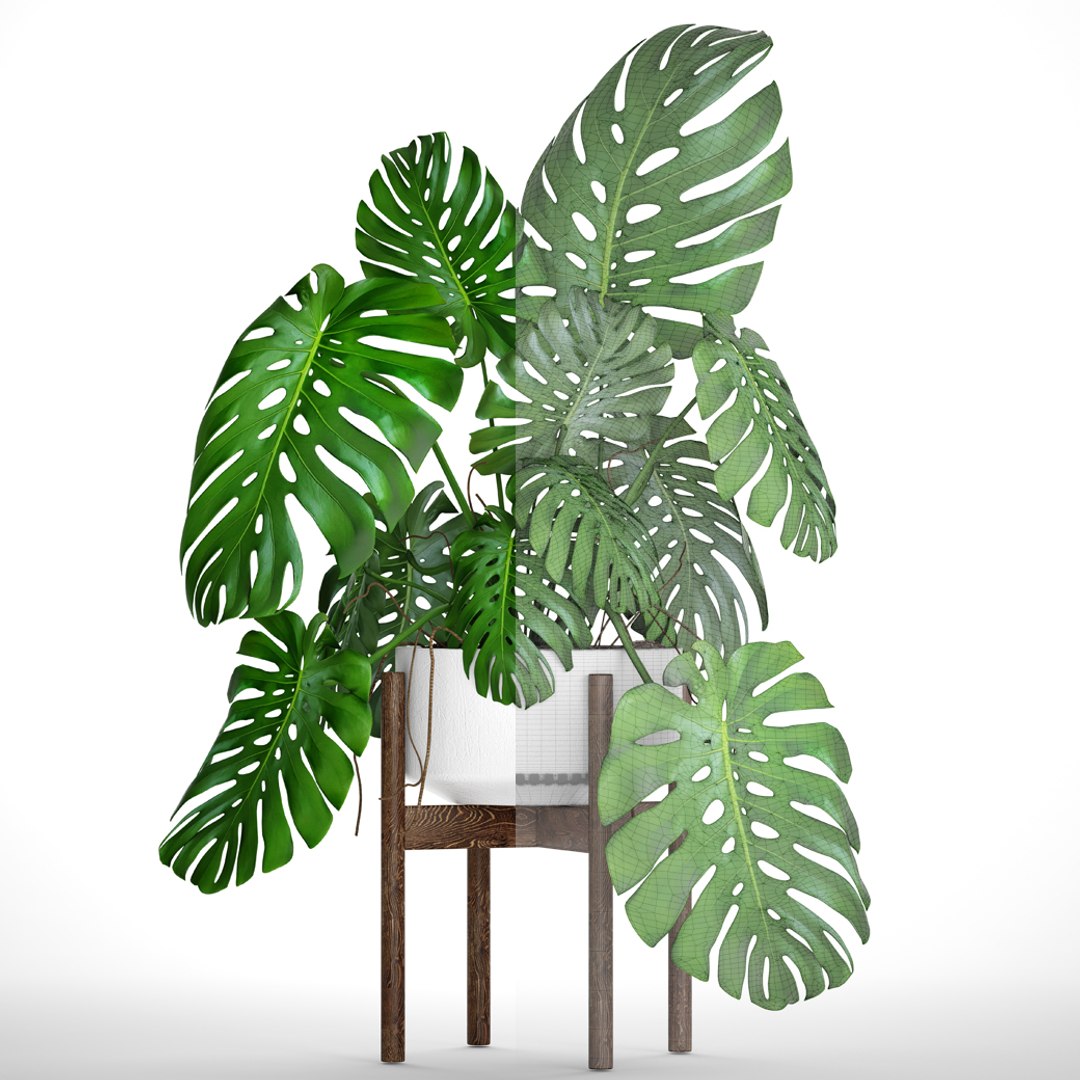 3D Monstera Model - TurboSquid 1199026