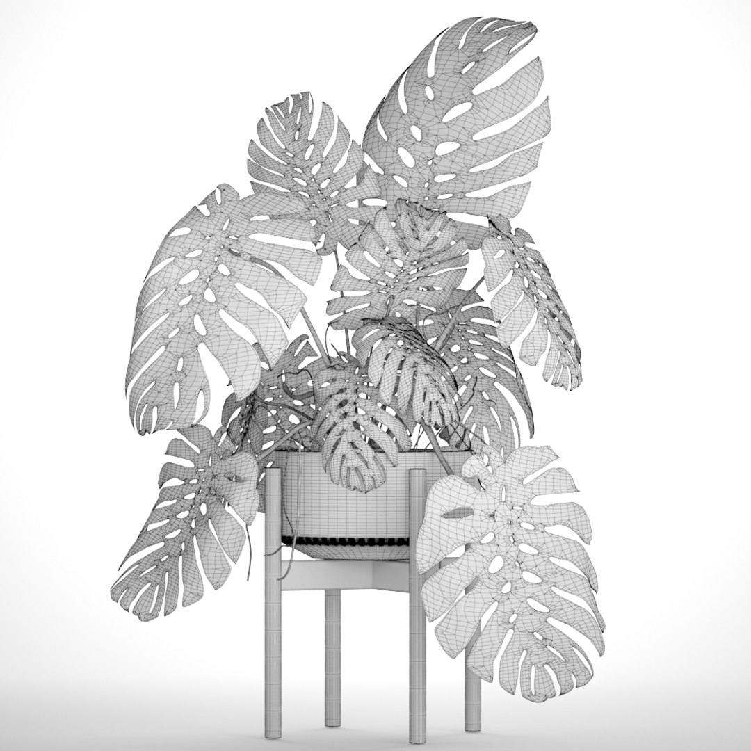 3D Monstera Model - TurboSquid 1199026