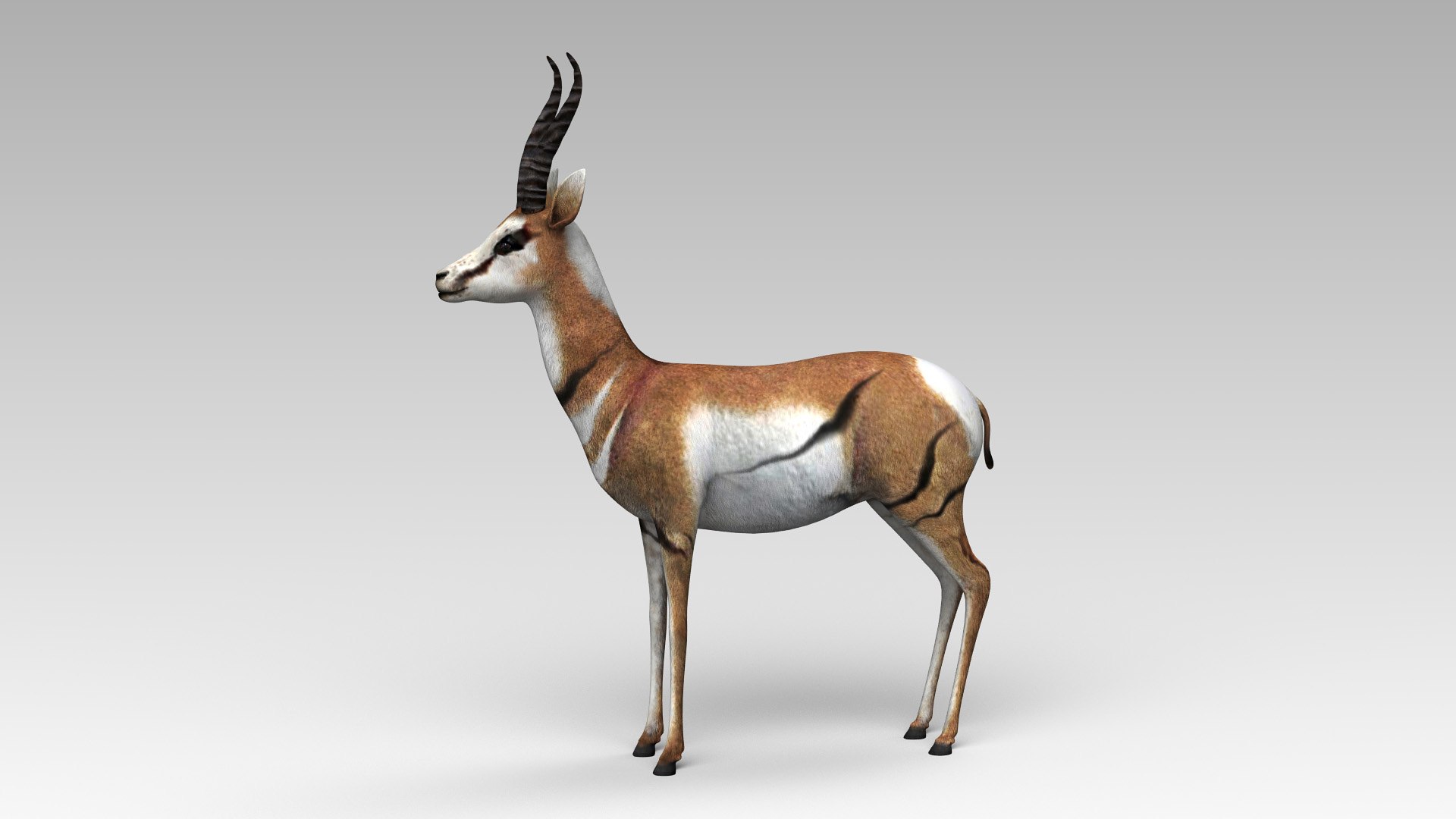 antelope 3d model
