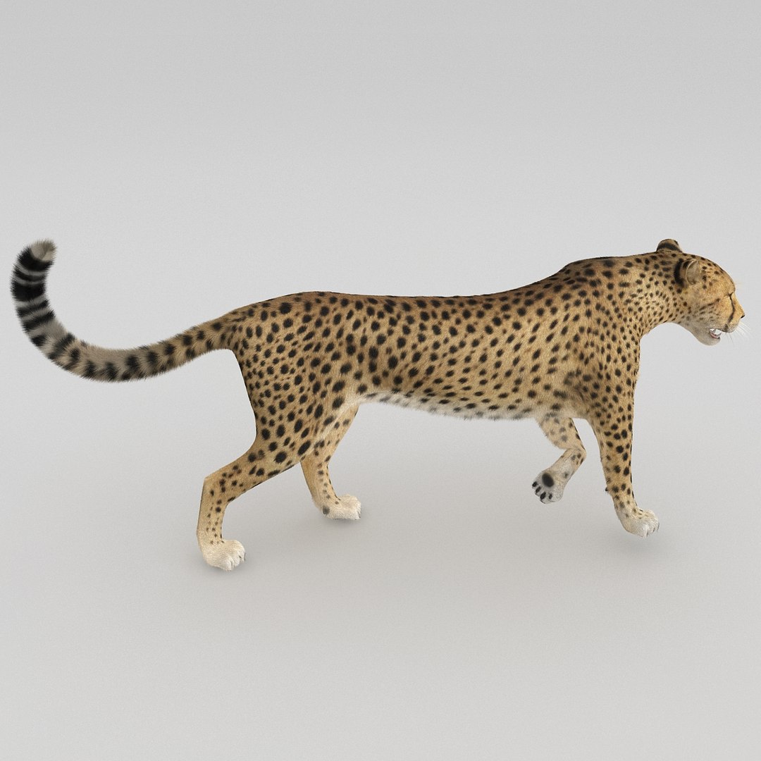 cheetah 2 pose 1 3d model