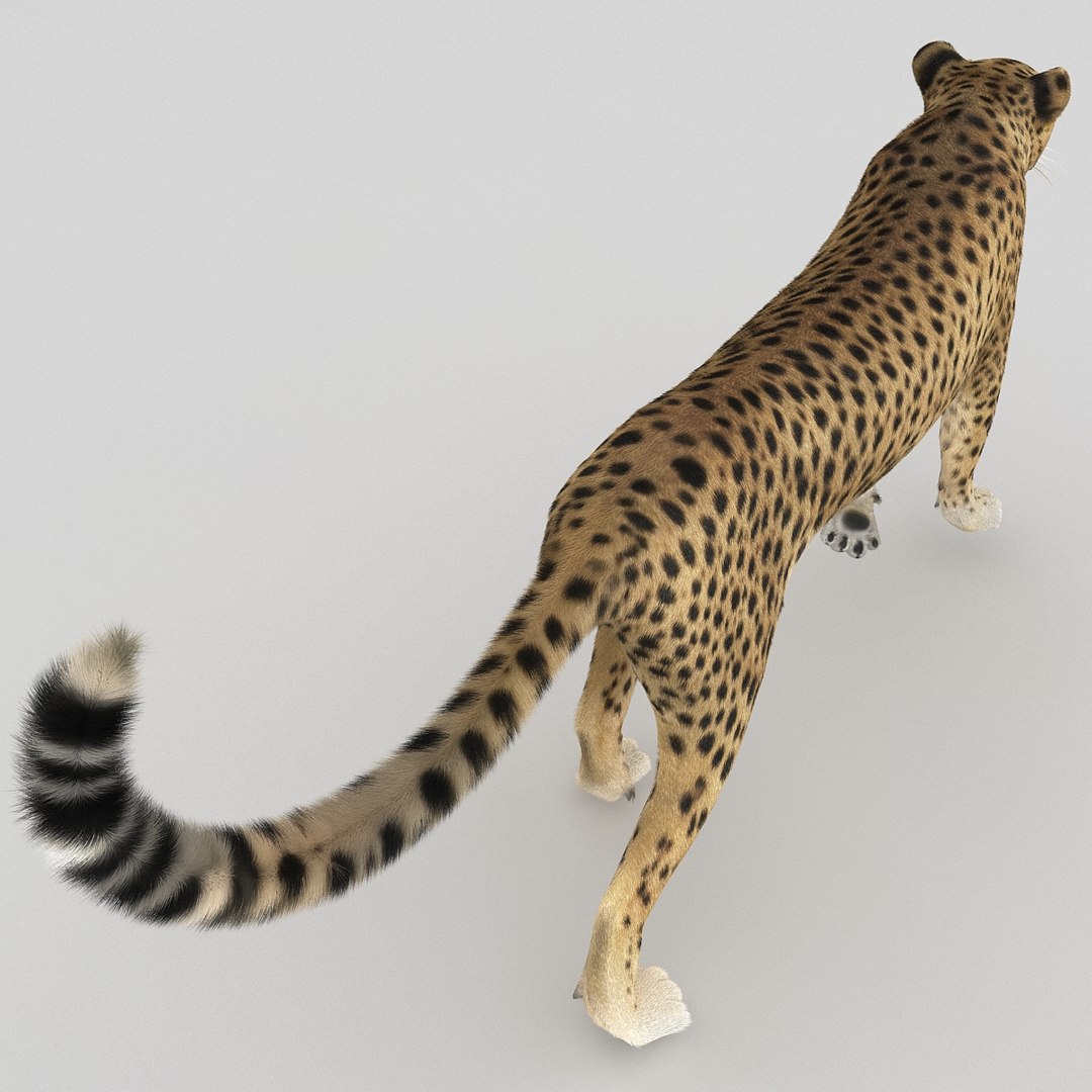 cheetah 2 pose 1 3d model