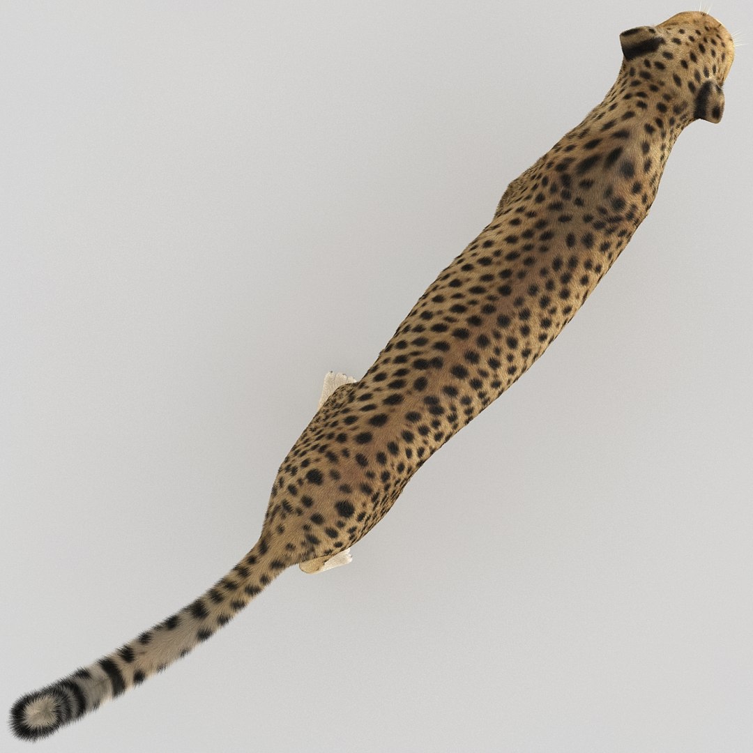 cheetah 2 pose 1 3d model