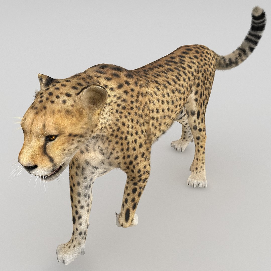 cheetah 2 pose 1 3d model