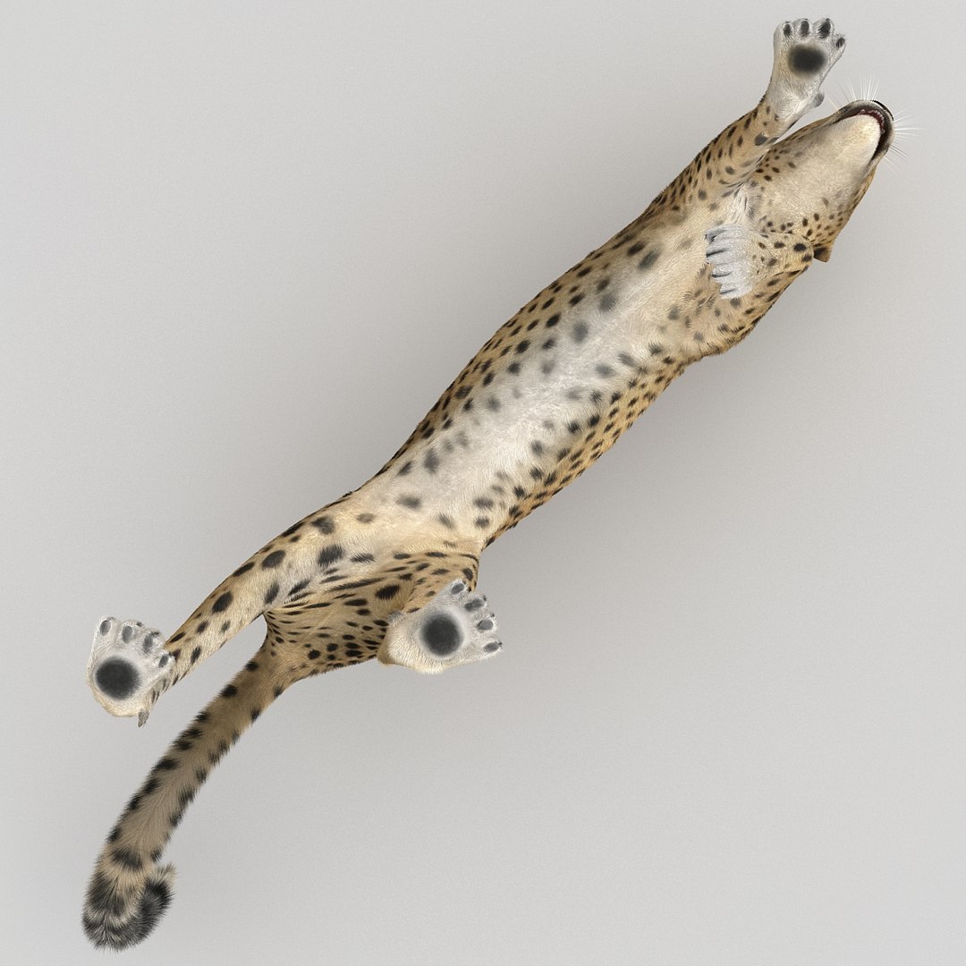 cheetah 2 pose 1 3d model