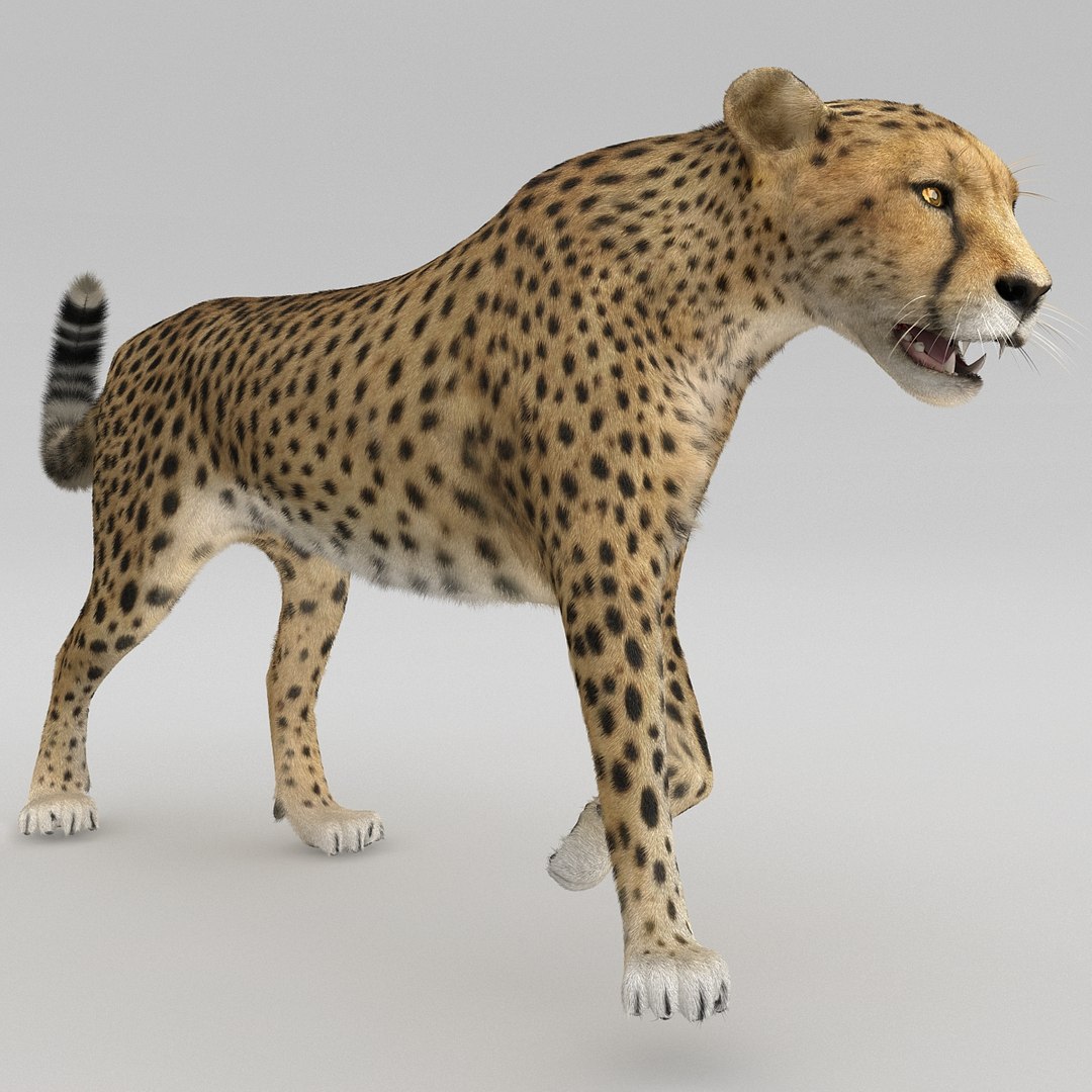 cheetah 2 pose 1 3d model
