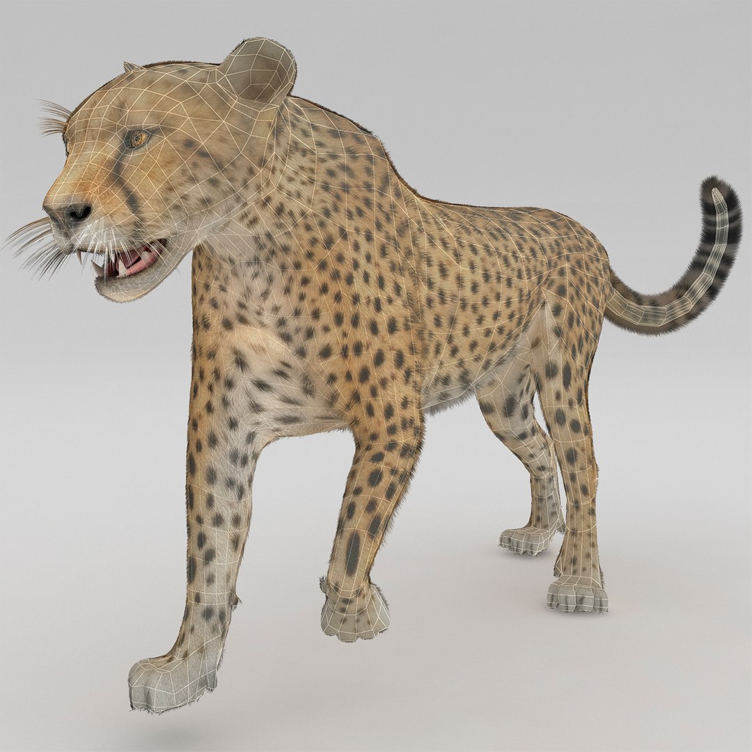 cheetah 2 pose 1 3d model