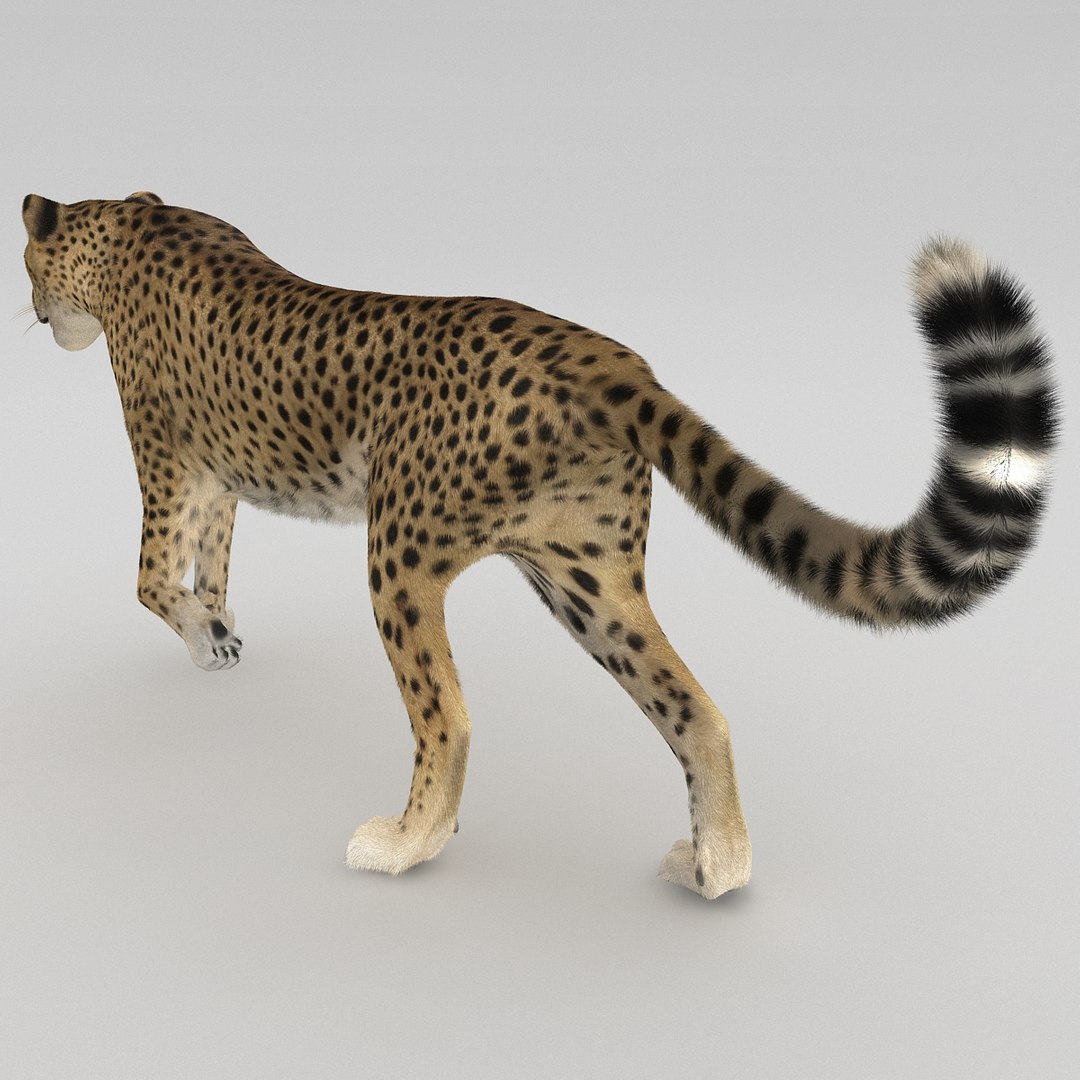 cheetah 2 pose 1 3d model