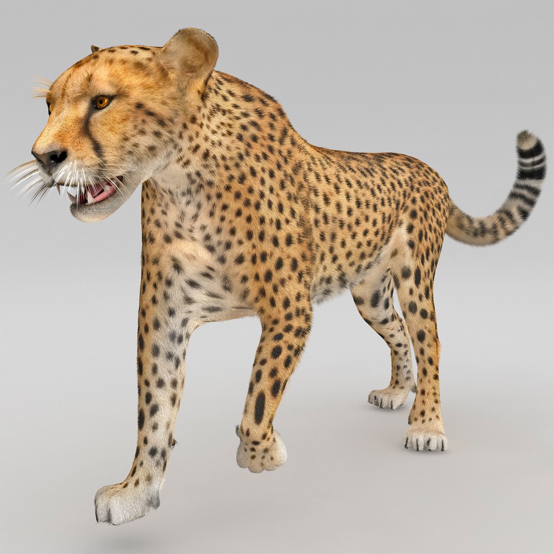 cheetah 2 pose 1 3d model