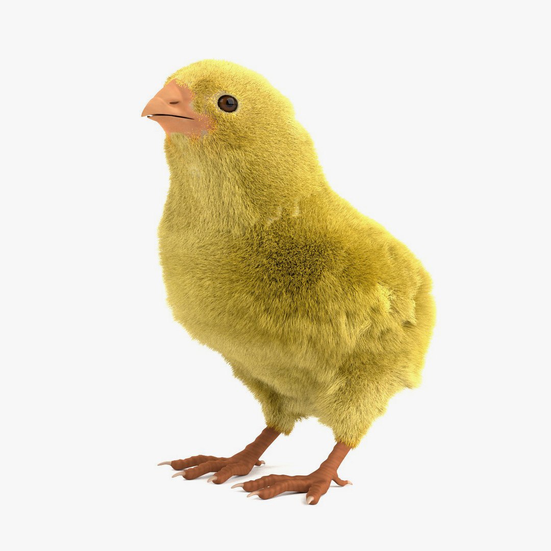 Max Chicken