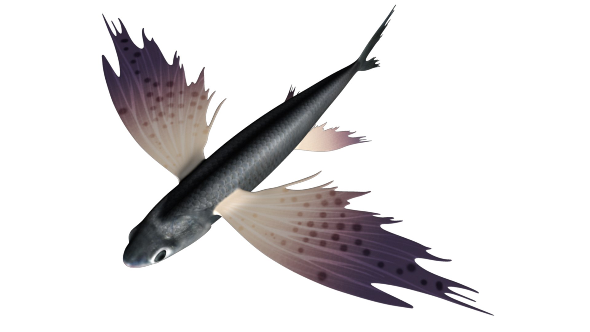 Obj Exocoetus Flying Fishes