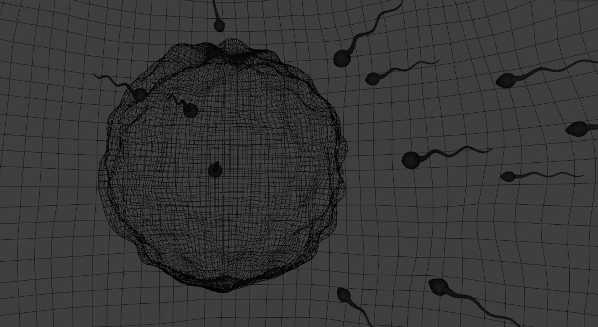 Human Sperm Cell And Egg Cell Fertilization 3D Model - TurboSquid 2189369