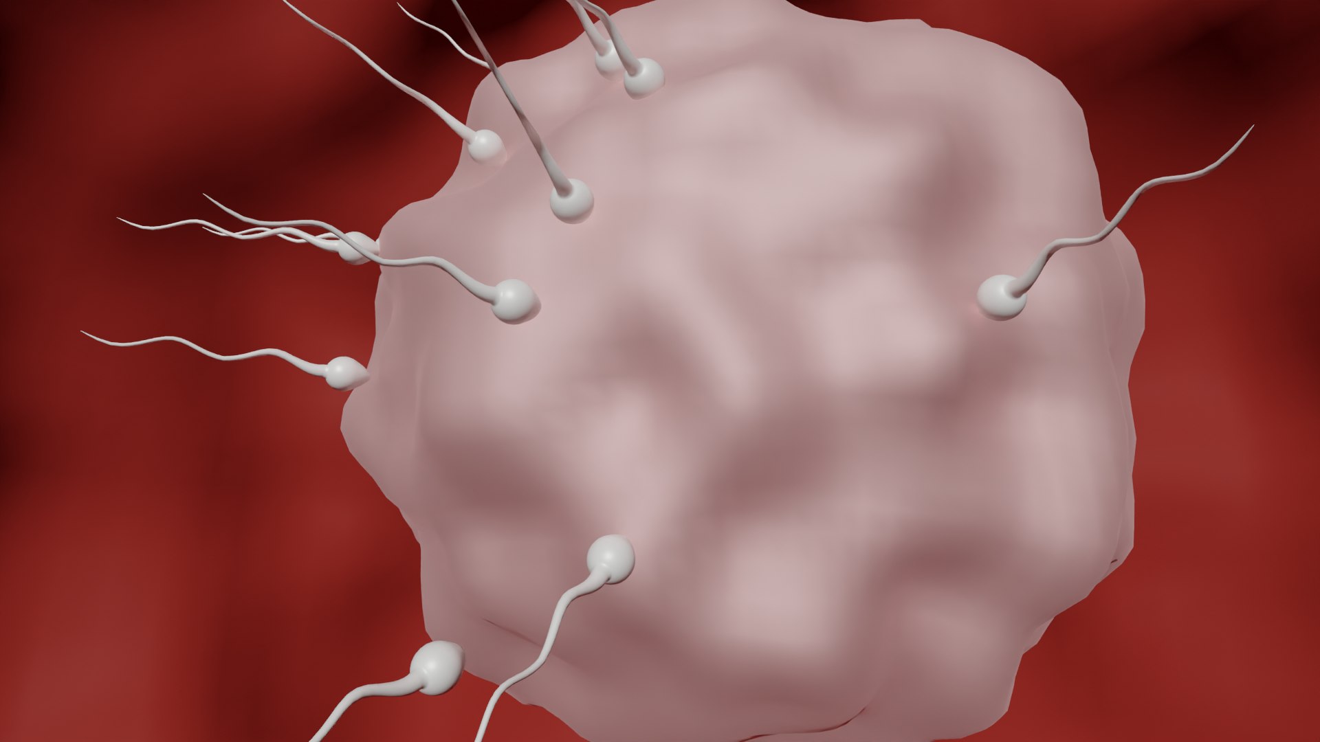 Human Sperm Cell And Egg Cell Fertilization 3D Model - TurboSquid 2189369