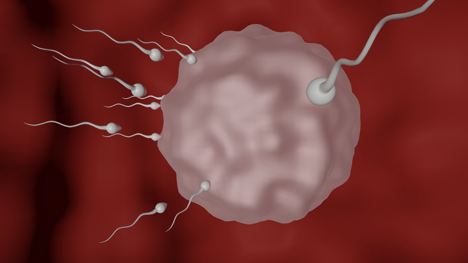 Human Sperm Cell And Egg Cell Fertilization 3d Model Turbosquid 2189369