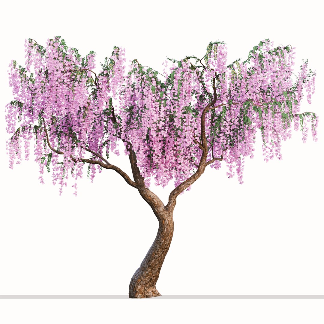 Set Of Flowering Wisteria Or Wisteria Sinensis Tree - 2 Trees 3D ...