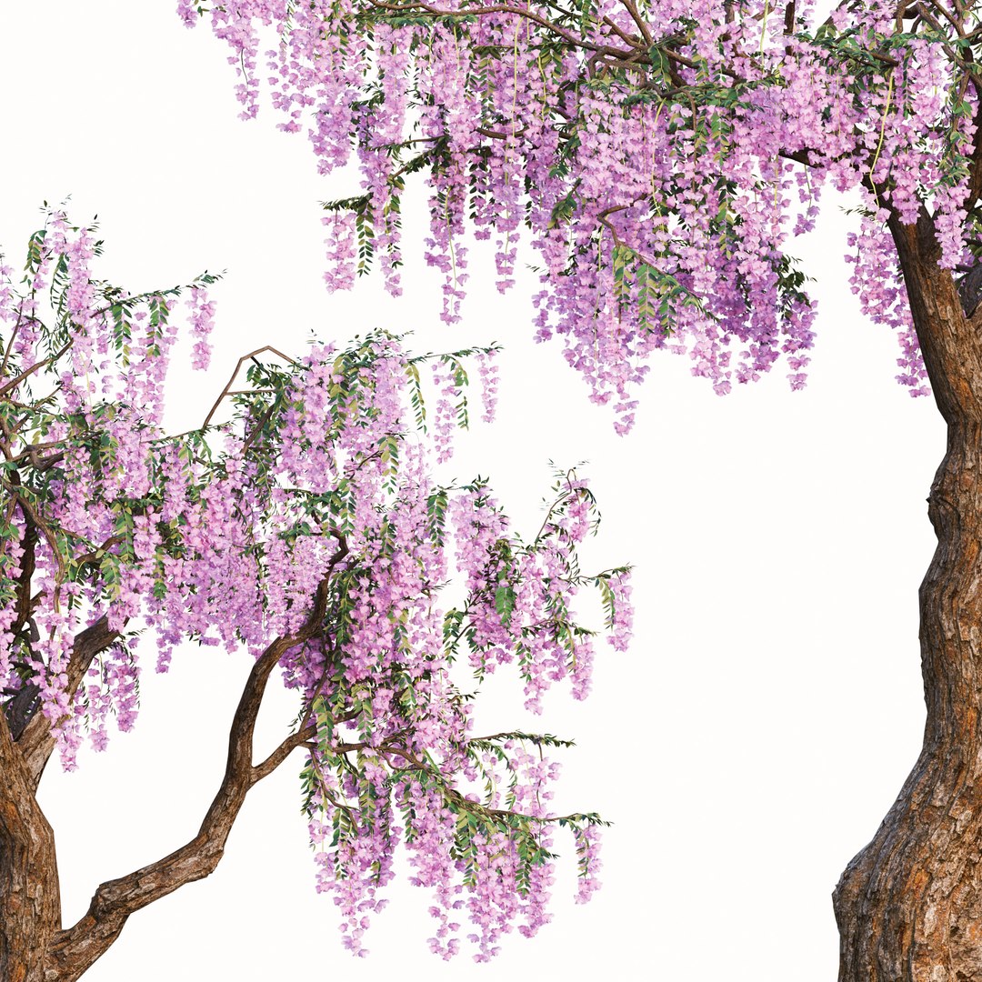 Set Of Flowering Wisteria Or Wisteria Sinensis Tree - 2 Trees 3D ...