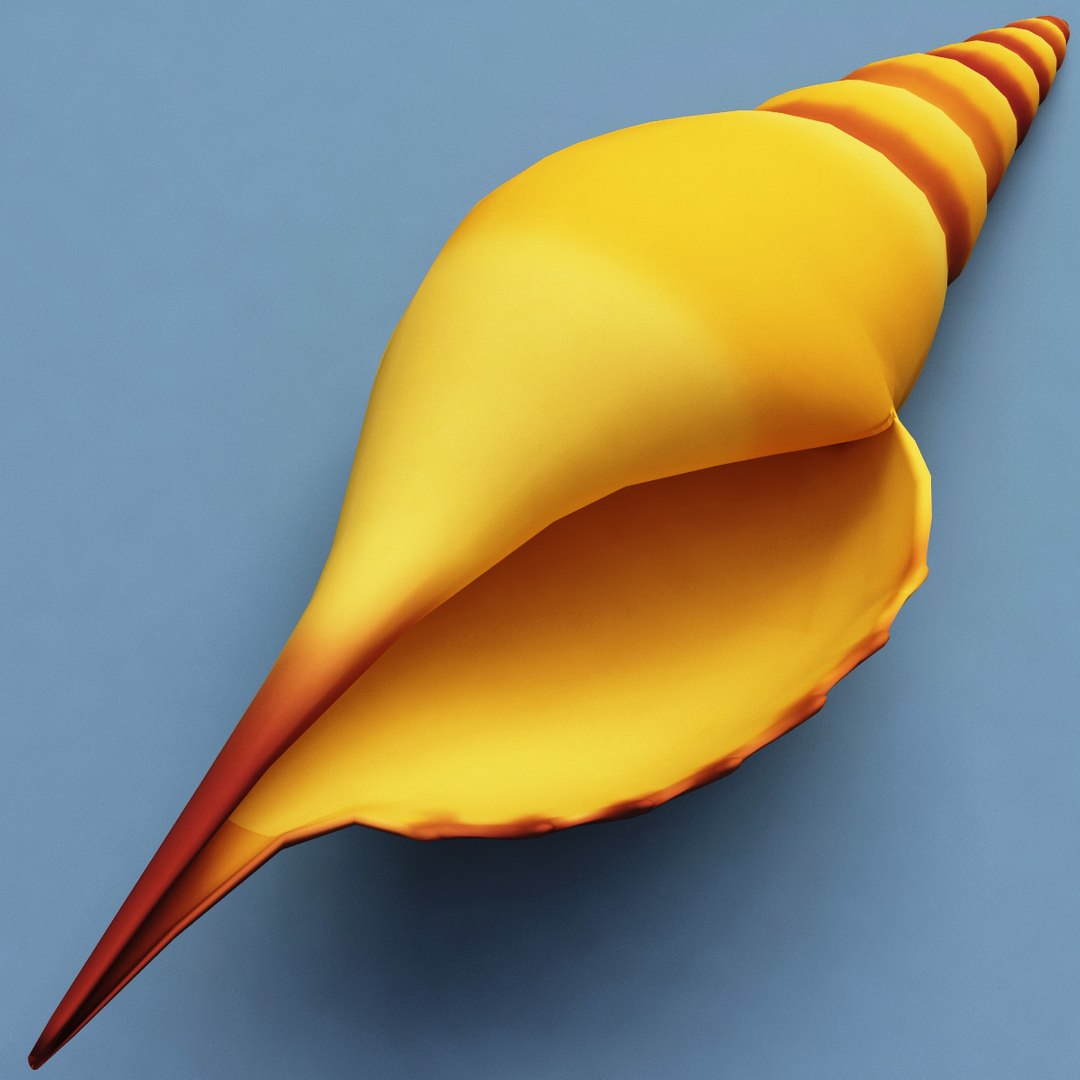 3d seashell modelled model