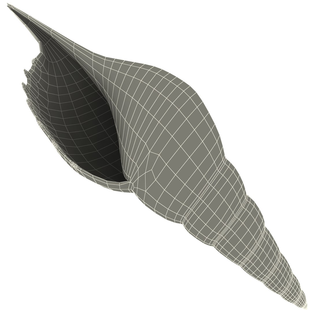 3d seashell modelled model