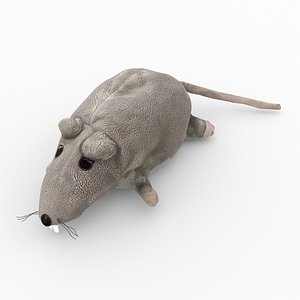 Free 3D Rat Models - Available For Download On TurboSquid