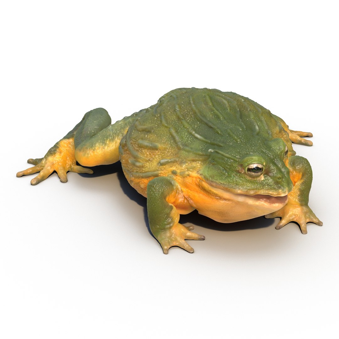 Ma African Bullfrog Rigged