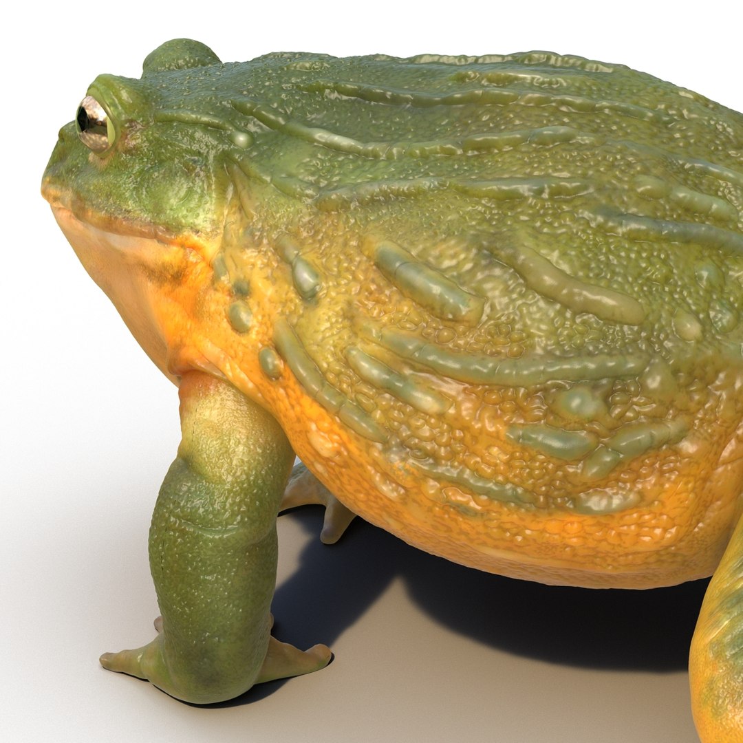 Ma African Bullfrog Rigged