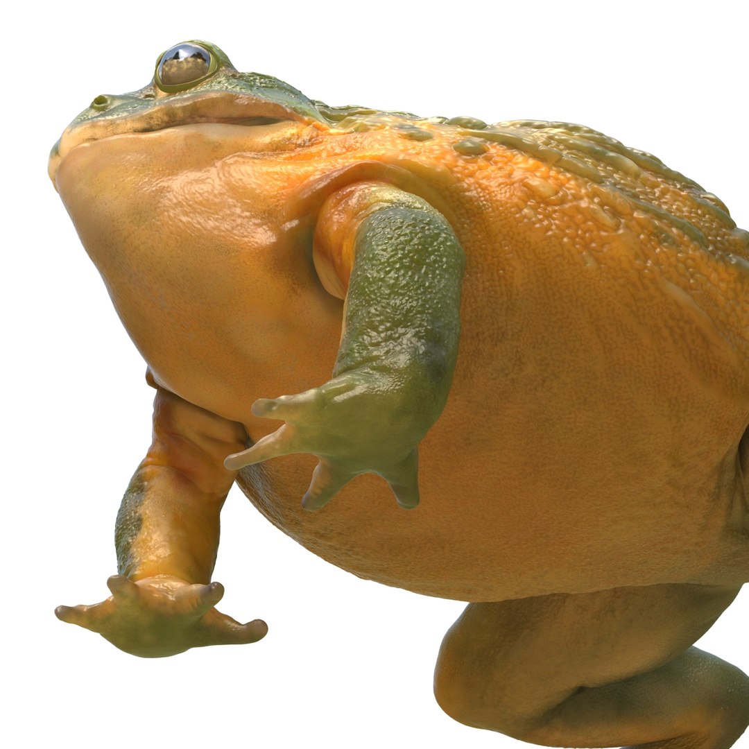 Ma African Bullfrog Rigged