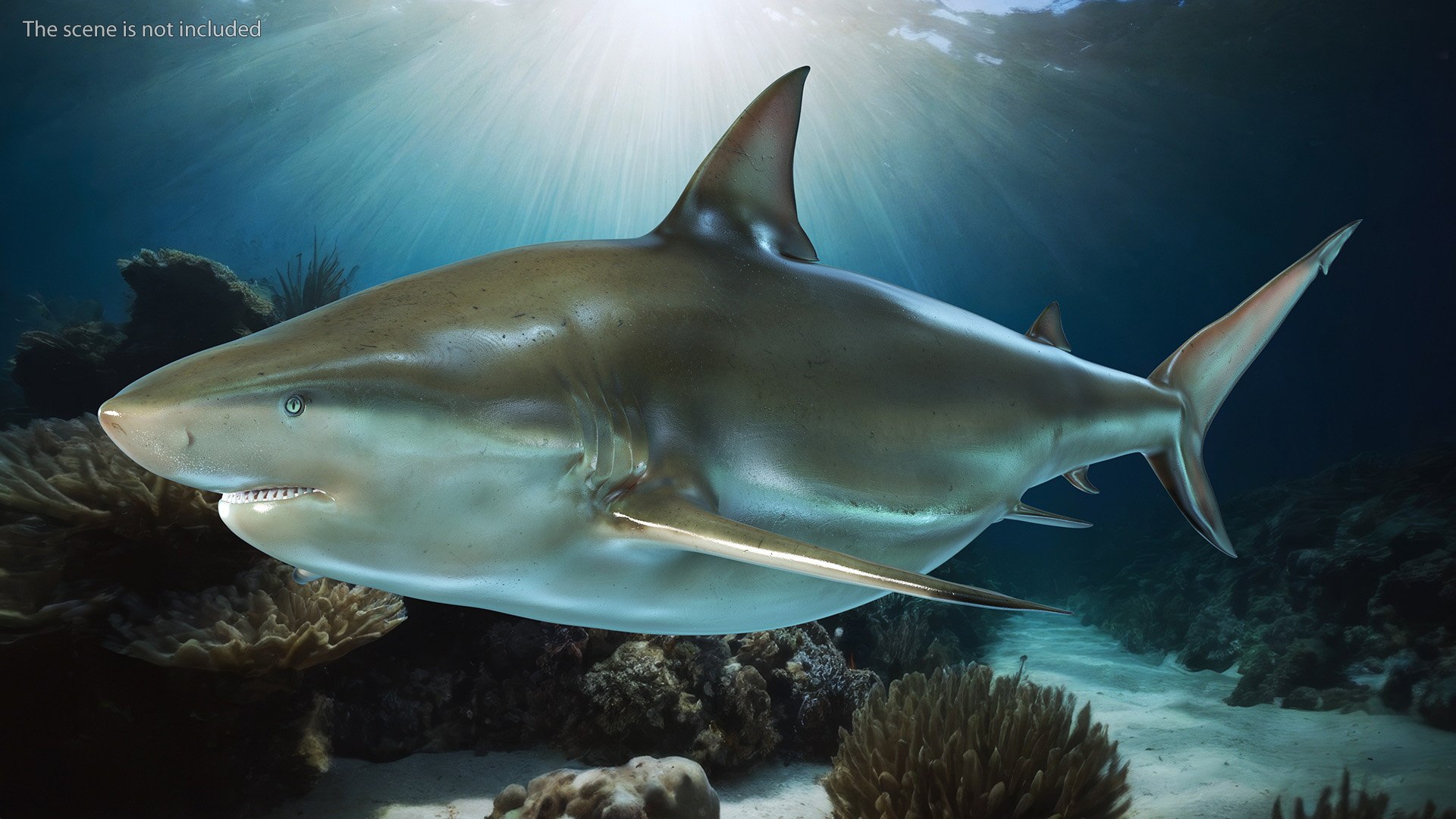 3D Pigeye Shark Or Java Shark Rigged For Maya - TurboSquid 2350509