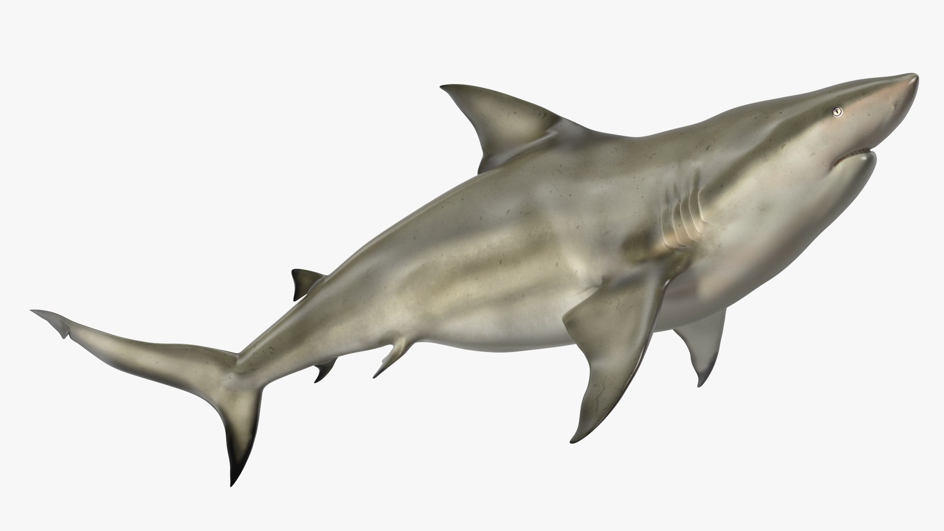 3D Pigeye Shark Or Java Shark Rigged For Maya - TurboSquid 2350509