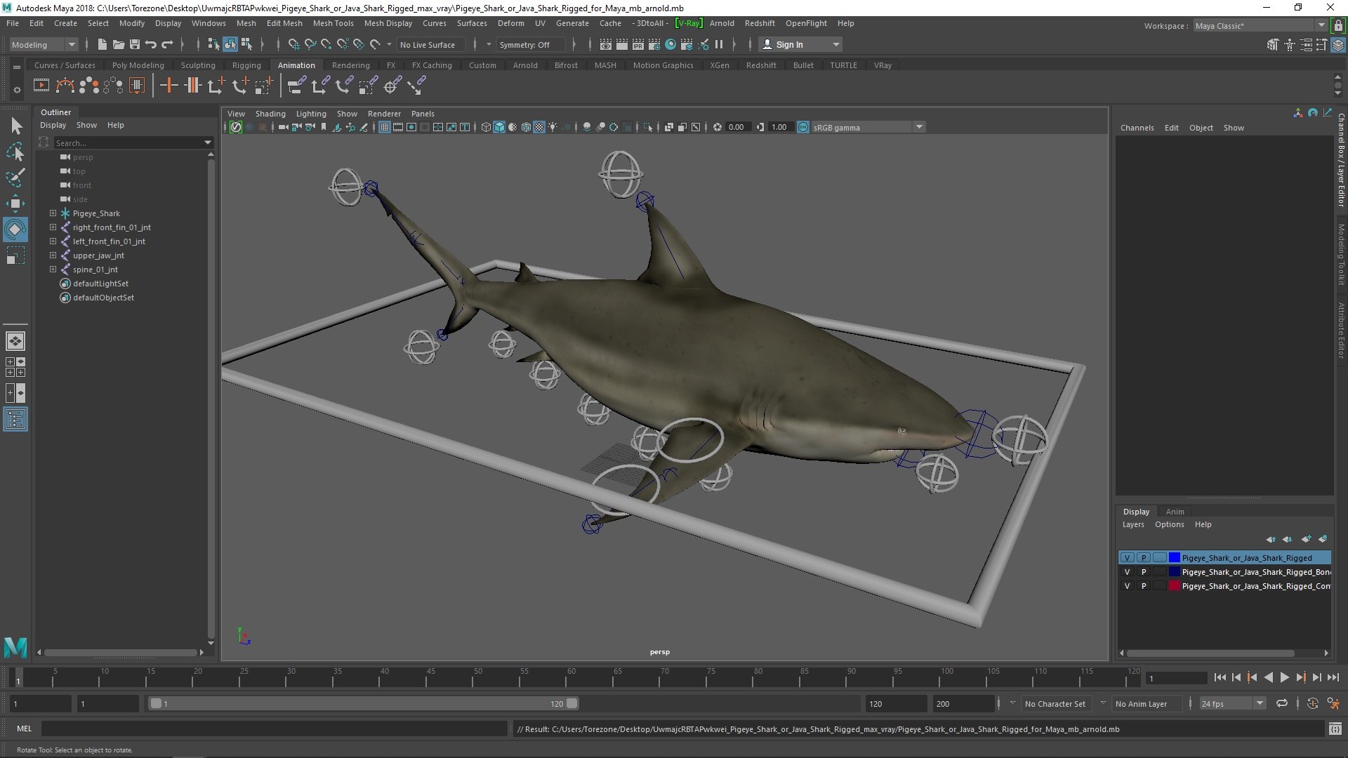 3D Pigeye Shark Or Java Shark Rigged For Maya - TurboSquid 2350509