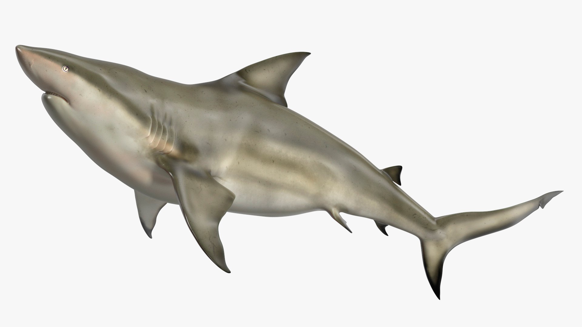 3D Pigeye Shark Or Java Shark Rigged For Maya - TurboSquid 2350509
