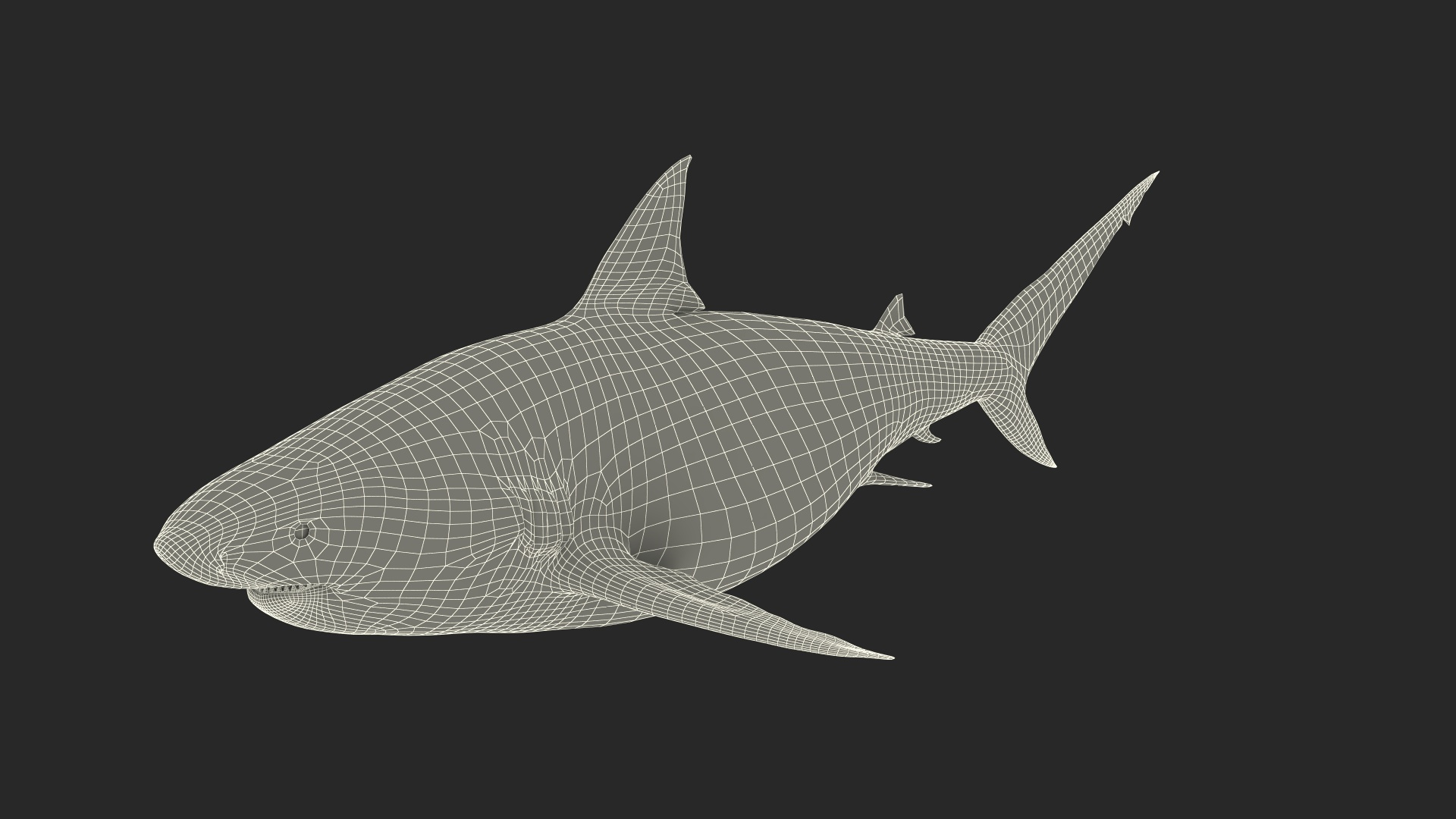 3D Pigeye Shark Or Java Shark Rigged For Maya - TurboSquid 2350509