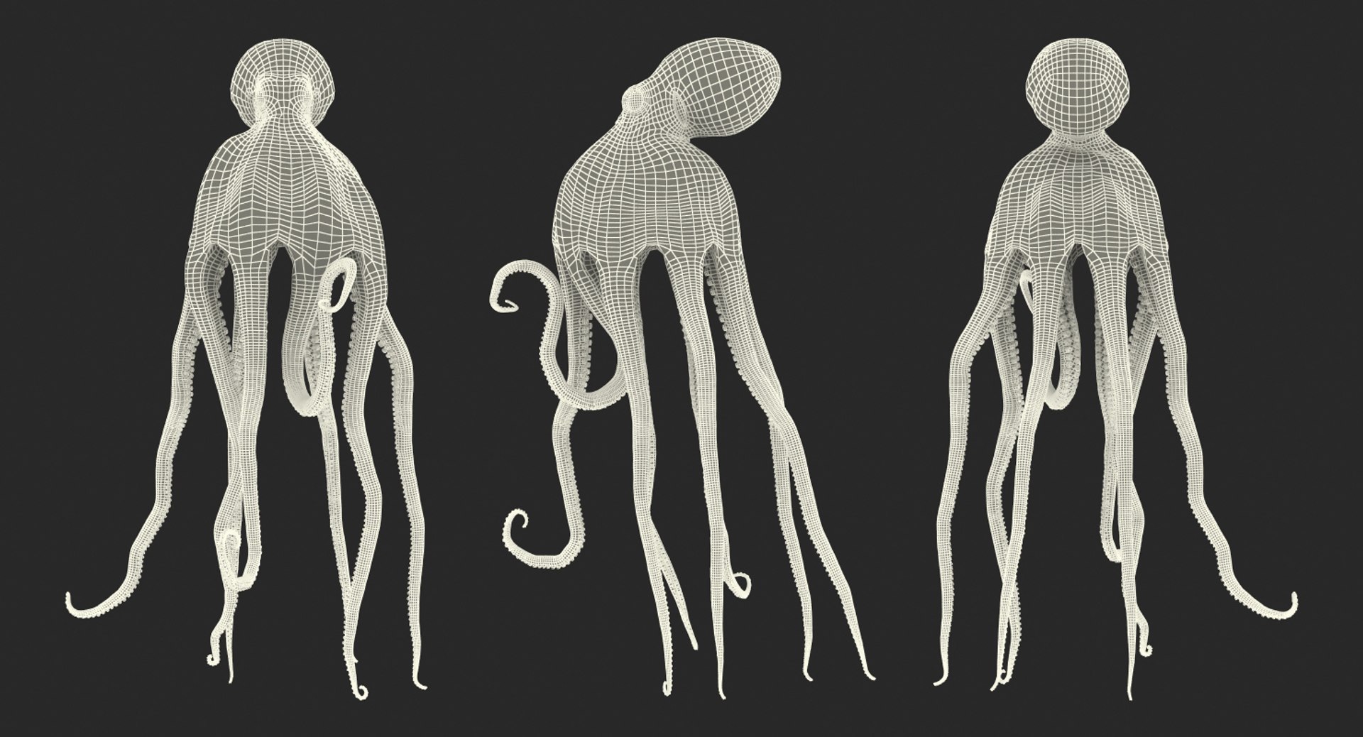 3D model octopus vulgaris rigged - TurboSquid 1160751