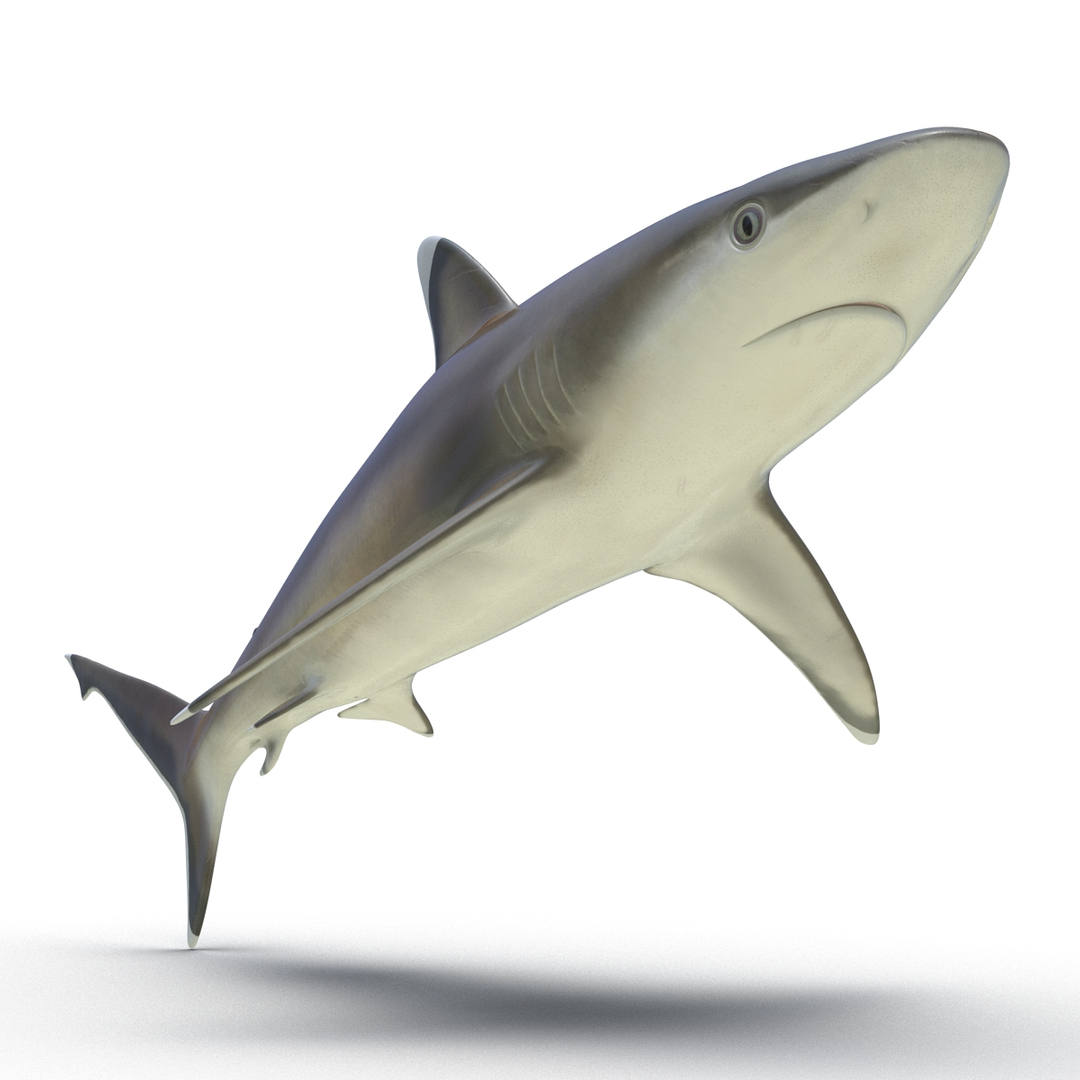 3d model silvertip shark rigged