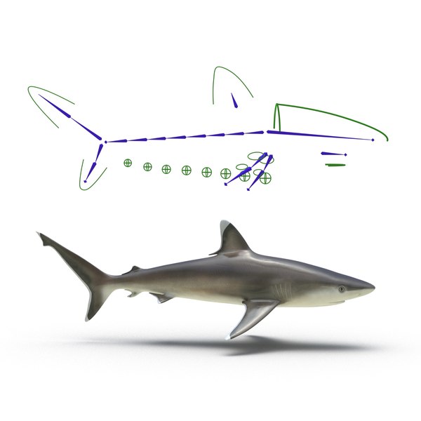 3d model silvertip shark rigged