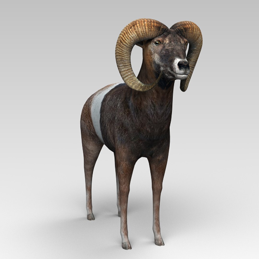 3d Model Muflon