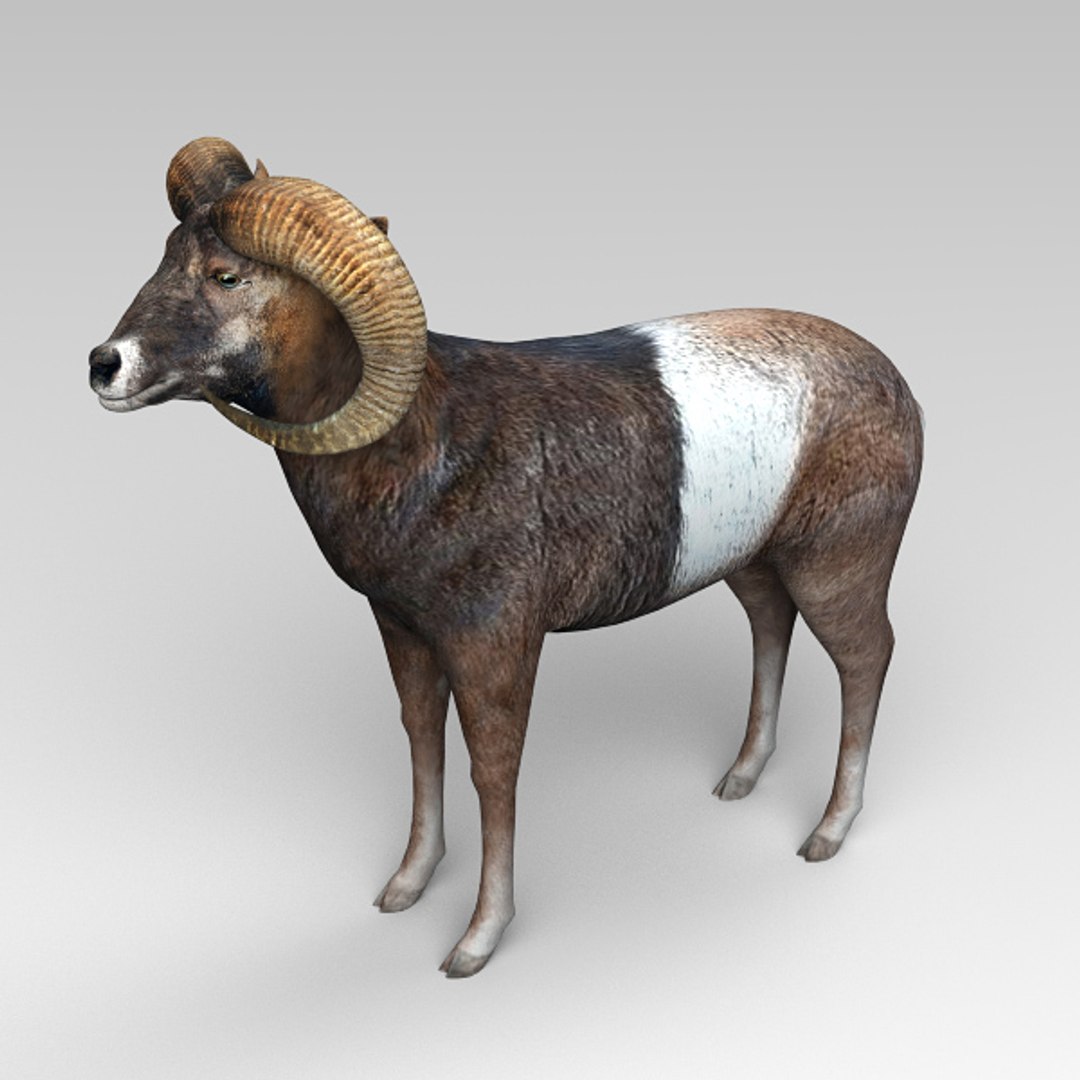 3d Model Muflon