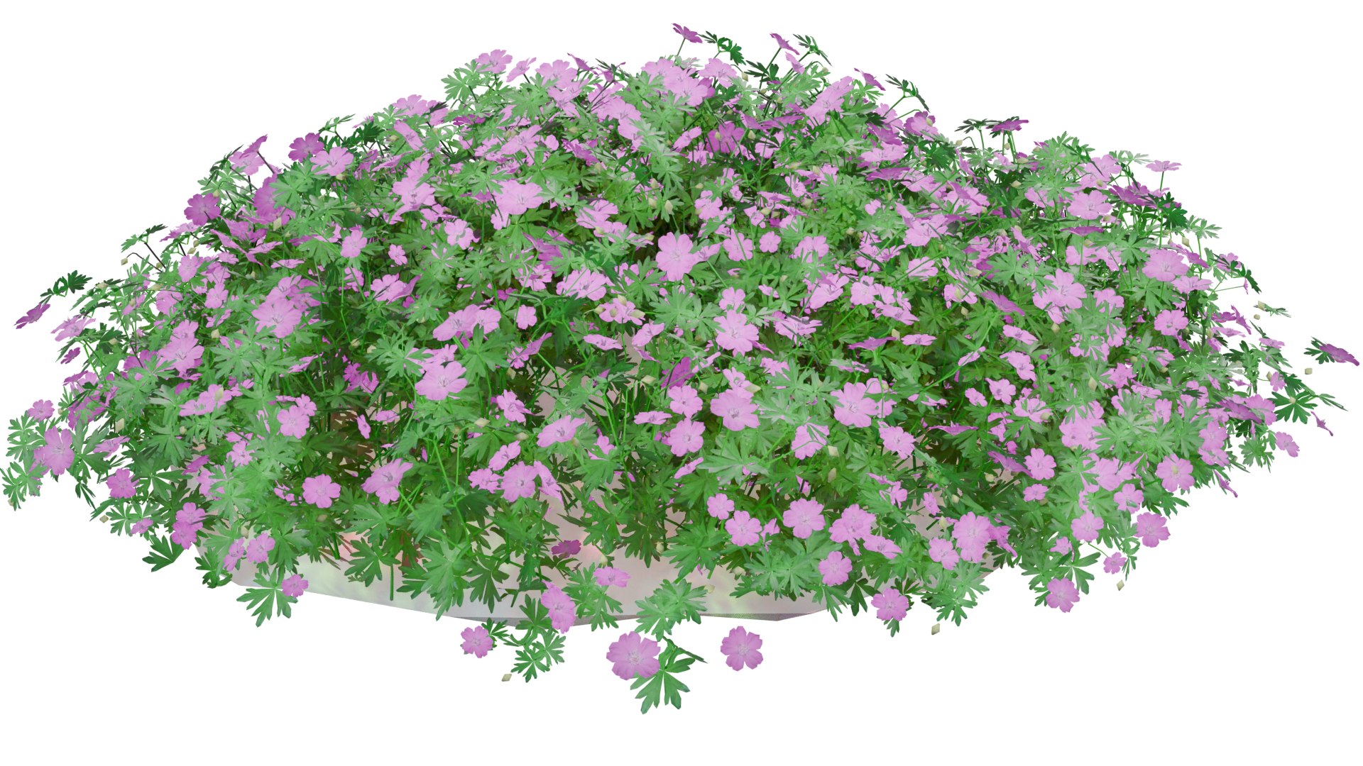 3D Model Geranium - TurboSquid 2351651