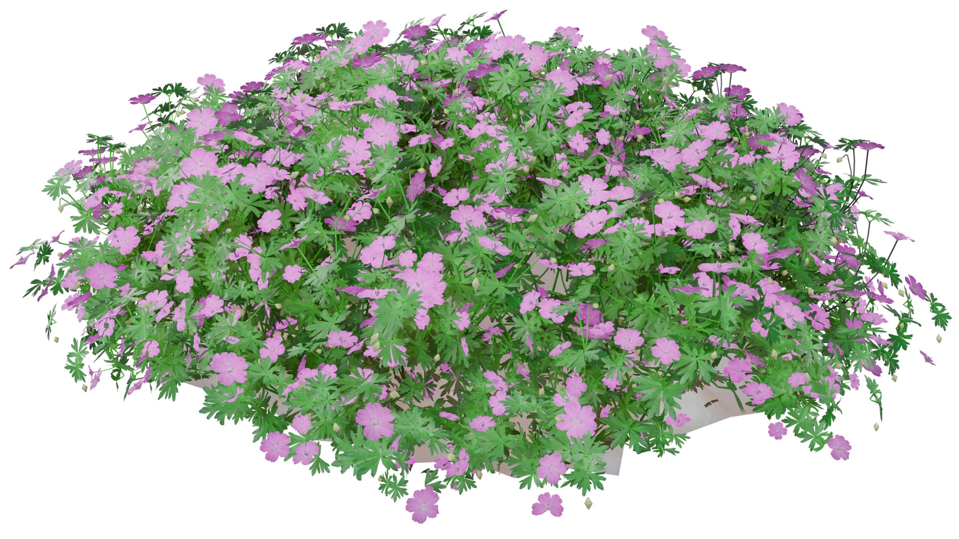 3D Model Geranium - TurboSquid 2351651