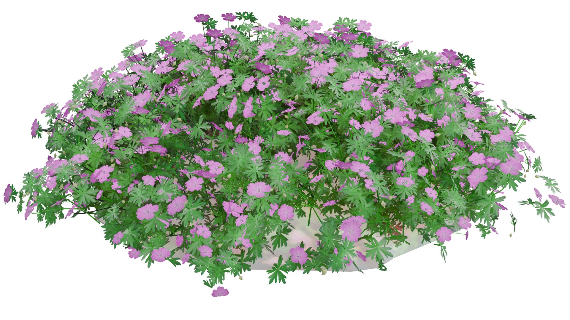 3D Model Geranium - TurboSquid 2351651