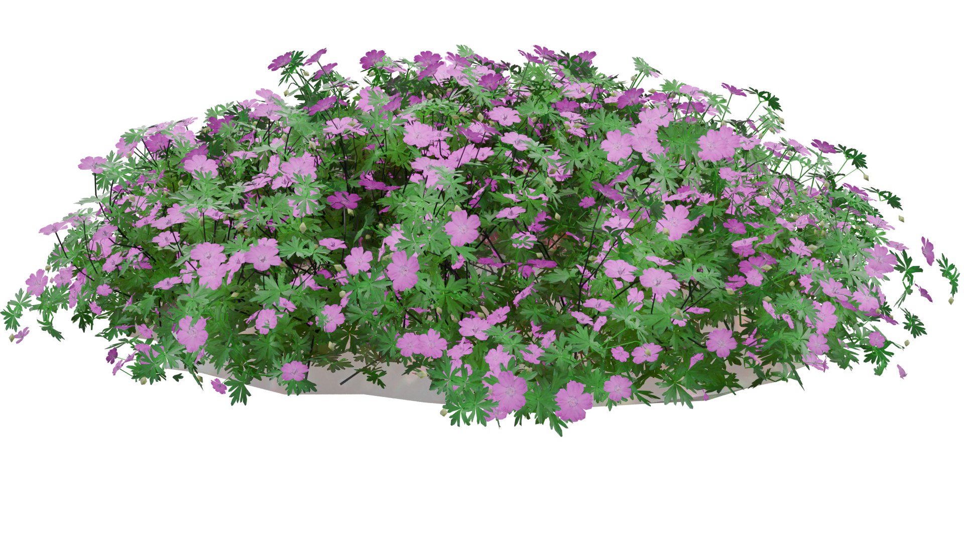 3D Model Geranium - TurboSquid 2351651