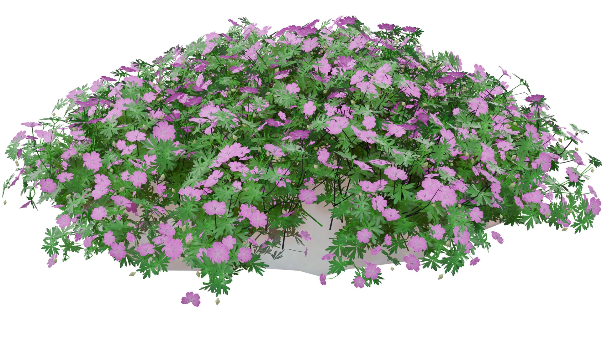 3D Model Geranium - TurboSquid 2351651