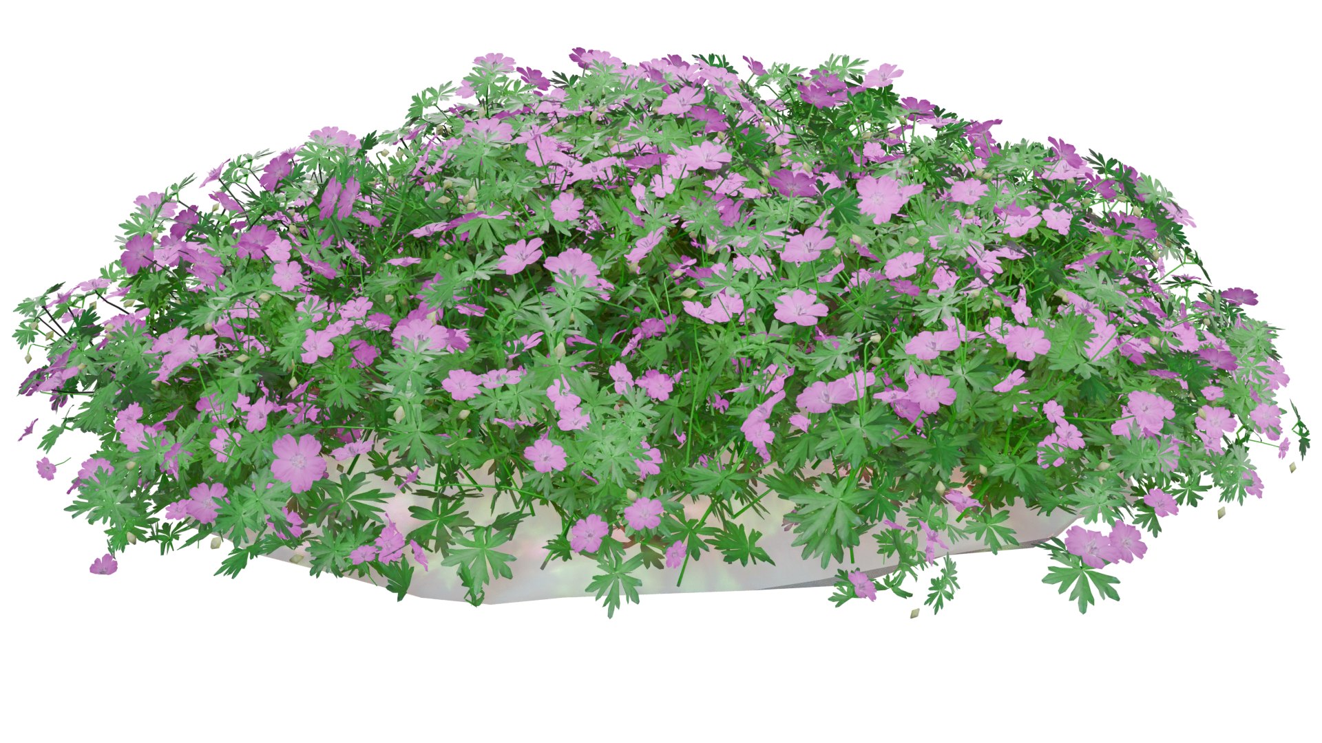 3D Model Geranium - TurboSquid 2351651