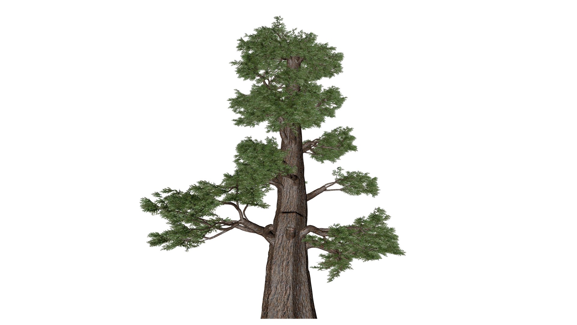 3D Western Juniper Tree - 09 - - TurboSquid 2374146