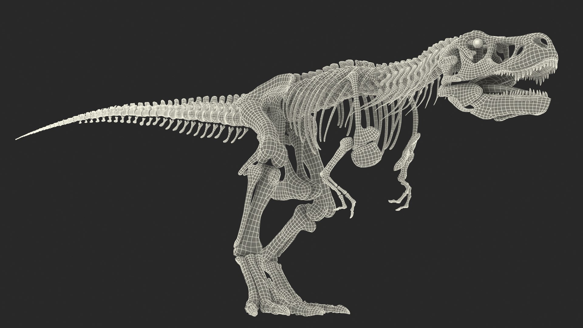 Tyrannosaurus Rex Skeleton Skin 3D Model - TurboSquid 1482366