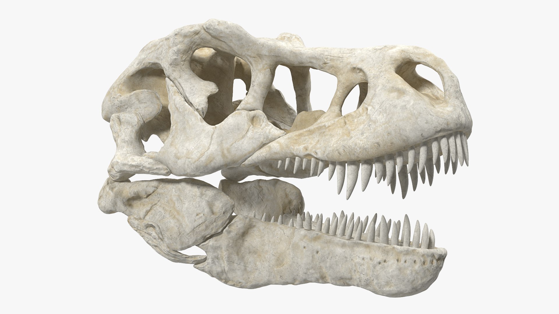 Tyrannosaurus Rex Skeleton Skin 3D Model - TurboSquid 1482366