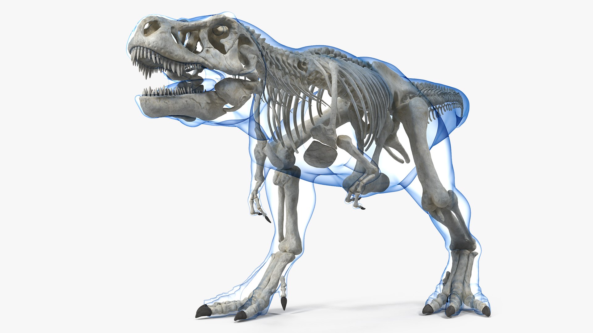 Tyrannosaurus rex skeleton skin 3D model - TurboSquid 1482366