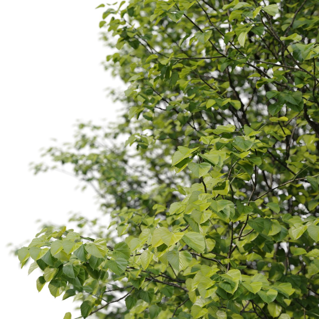 3D Linden Tree 03 - TurboSquid 2043598